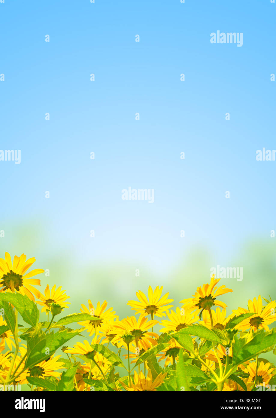 Spring flowers on blue sky Stock Photo - Alamy