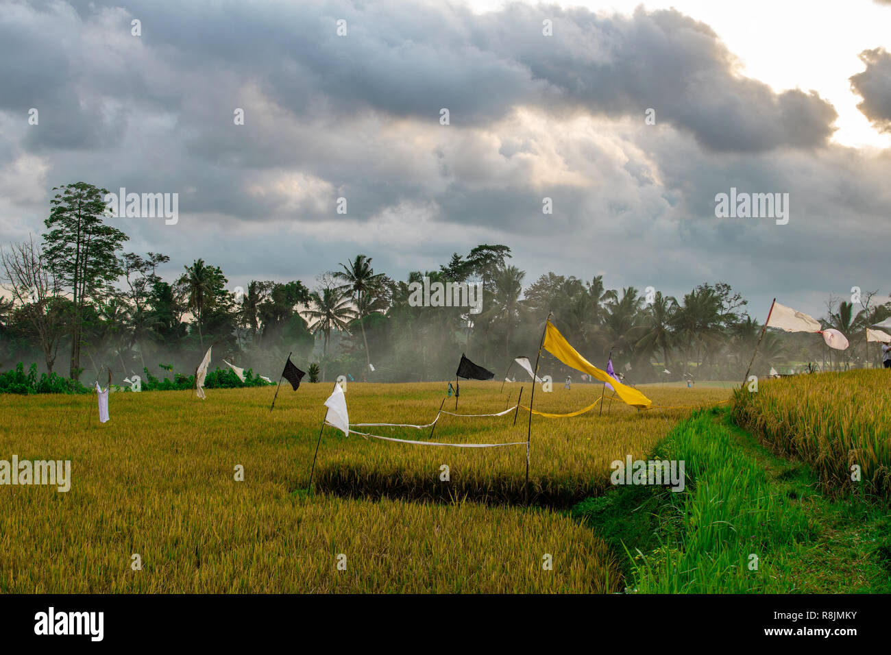 Yellow rice field and sunset for background Stock Photo - Alamy