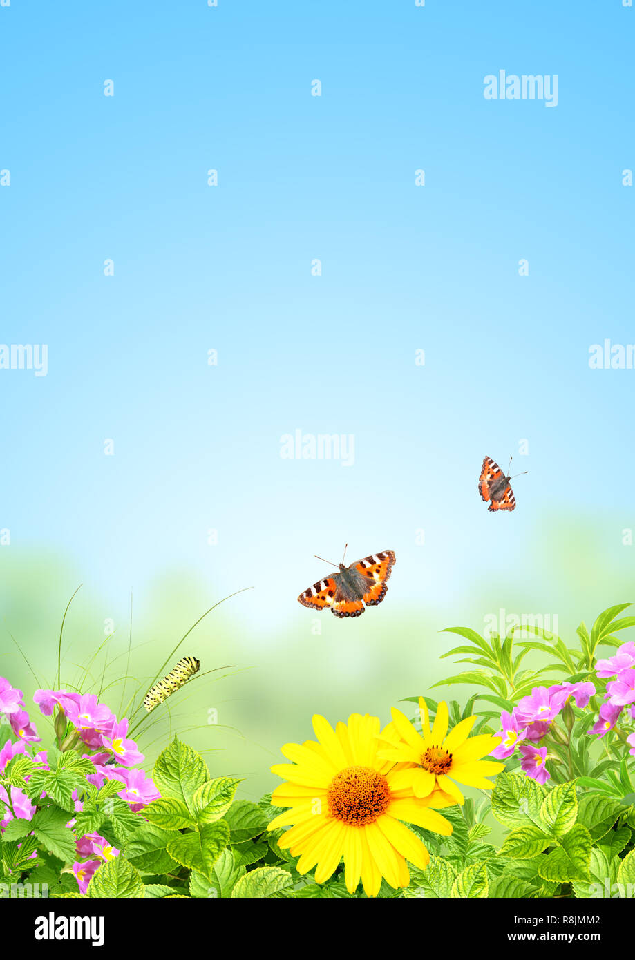 Summer frame with green leaves and flowers Stock Photo - Alamy