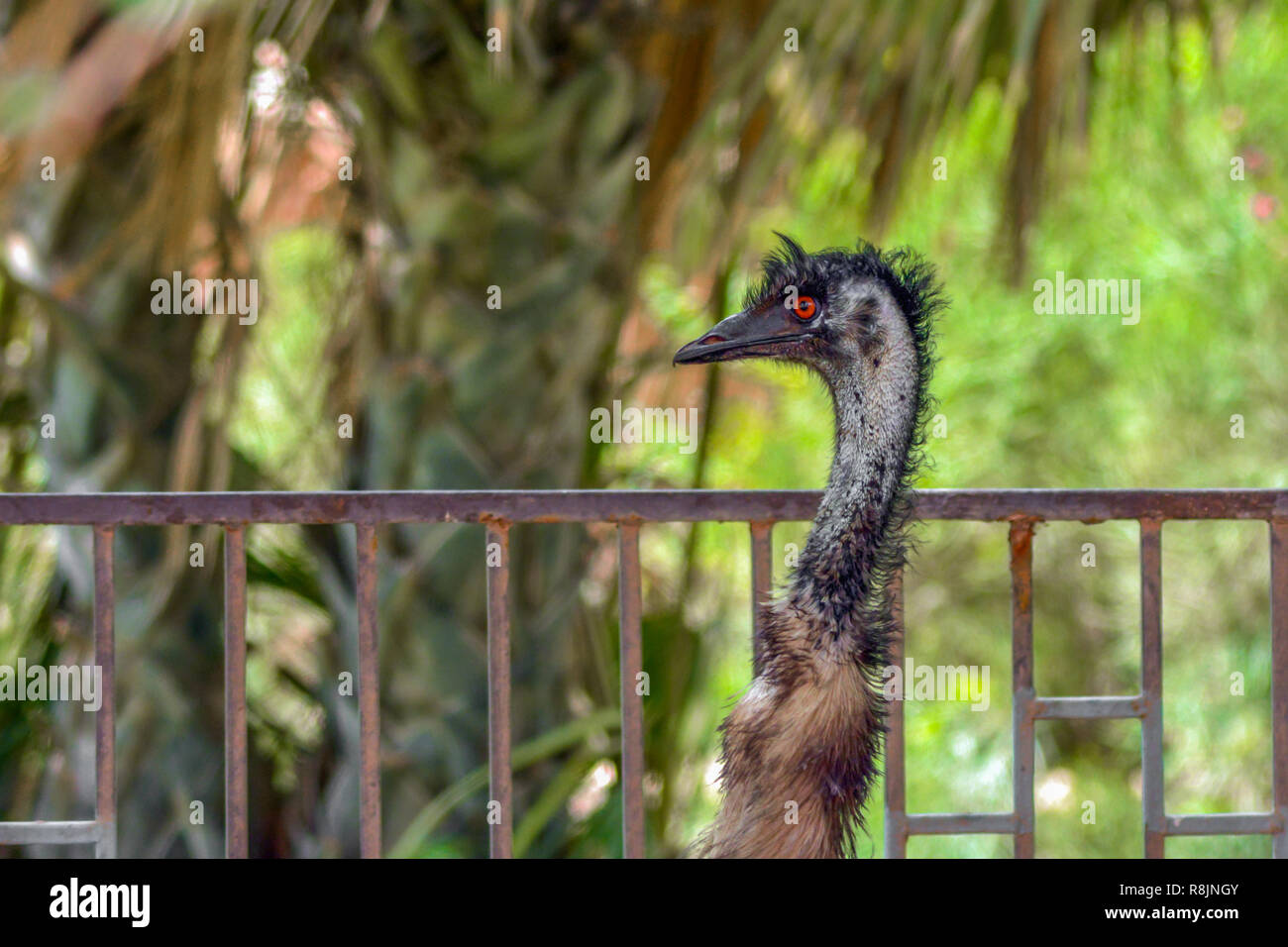 Emu close up shot Stock Photo - Alamy