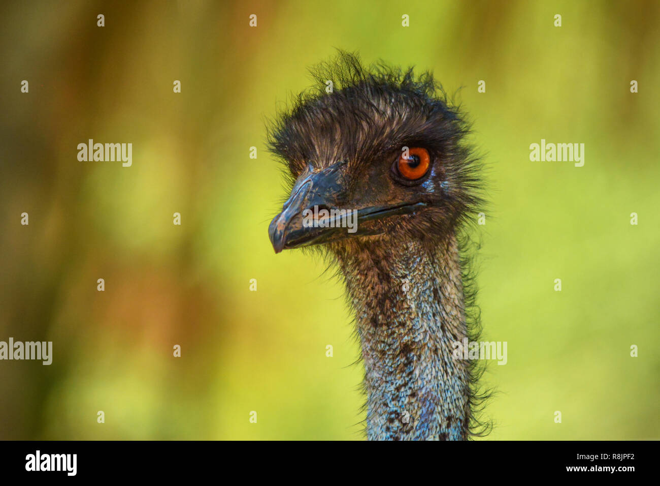 Emu close up shot Stock Photo - Alamy