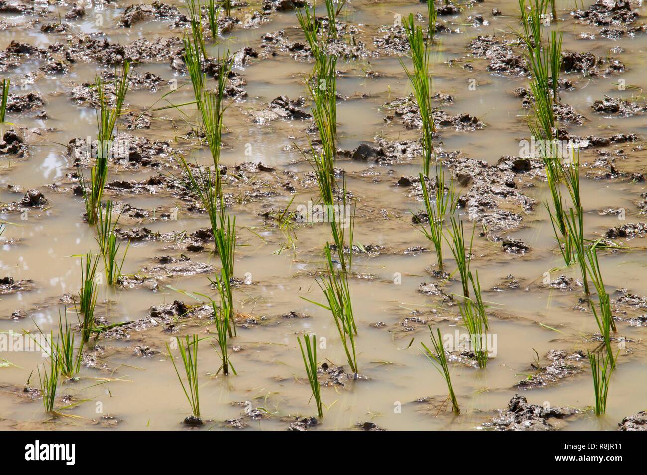 Thailand, Thai rice, transplanting work in paddy fields Stock Photo - Alamy