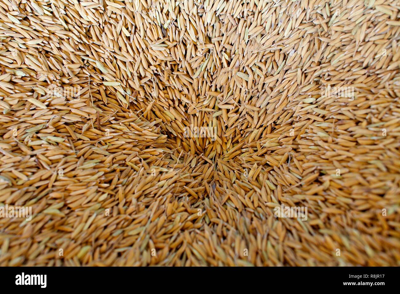 Thailand, Thai rice, harvested and machine-peeled Stock Photo - Alamy