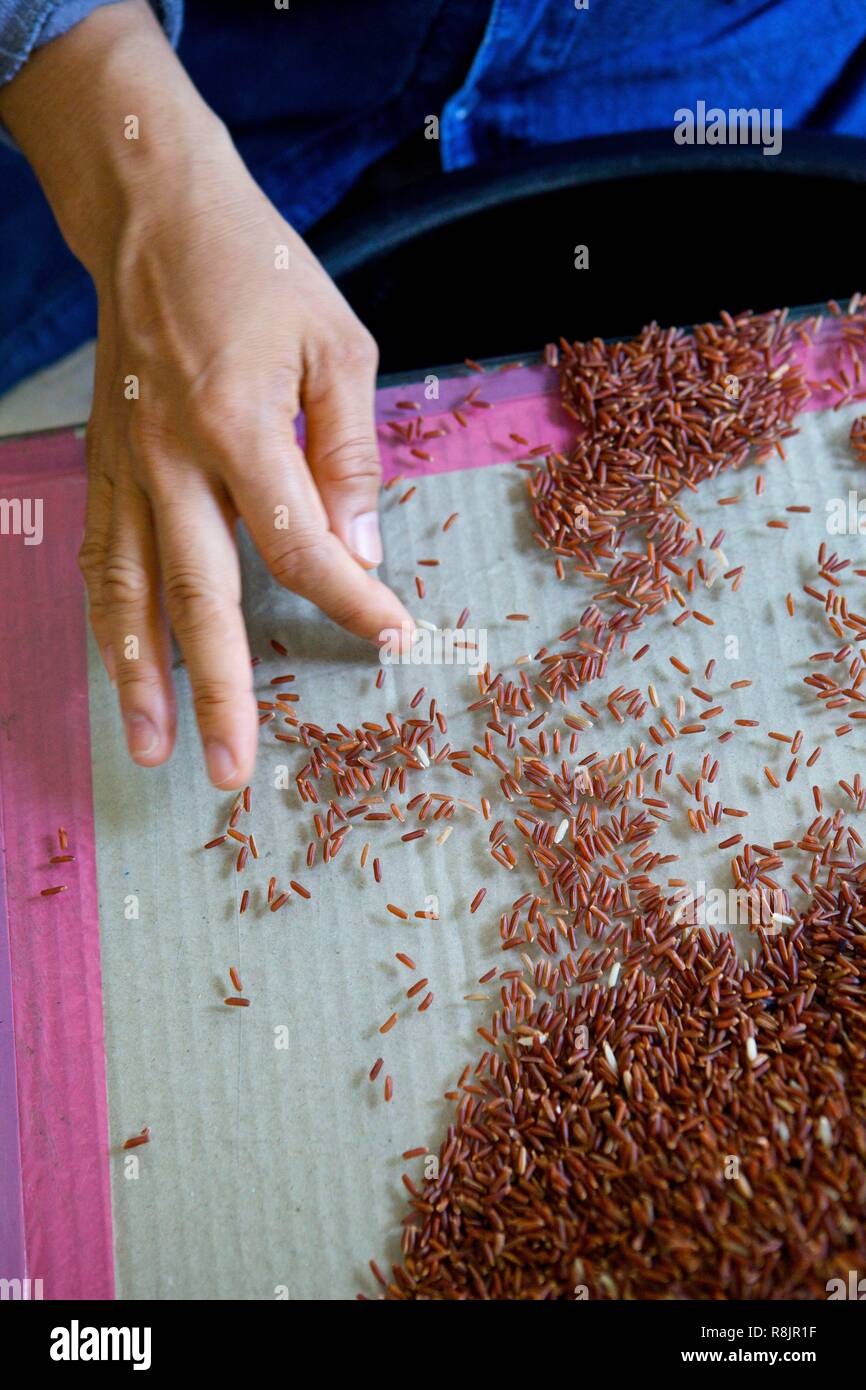 Thailand, Thai rice, rice grains are sorted by hand Stock Photo - Alamy