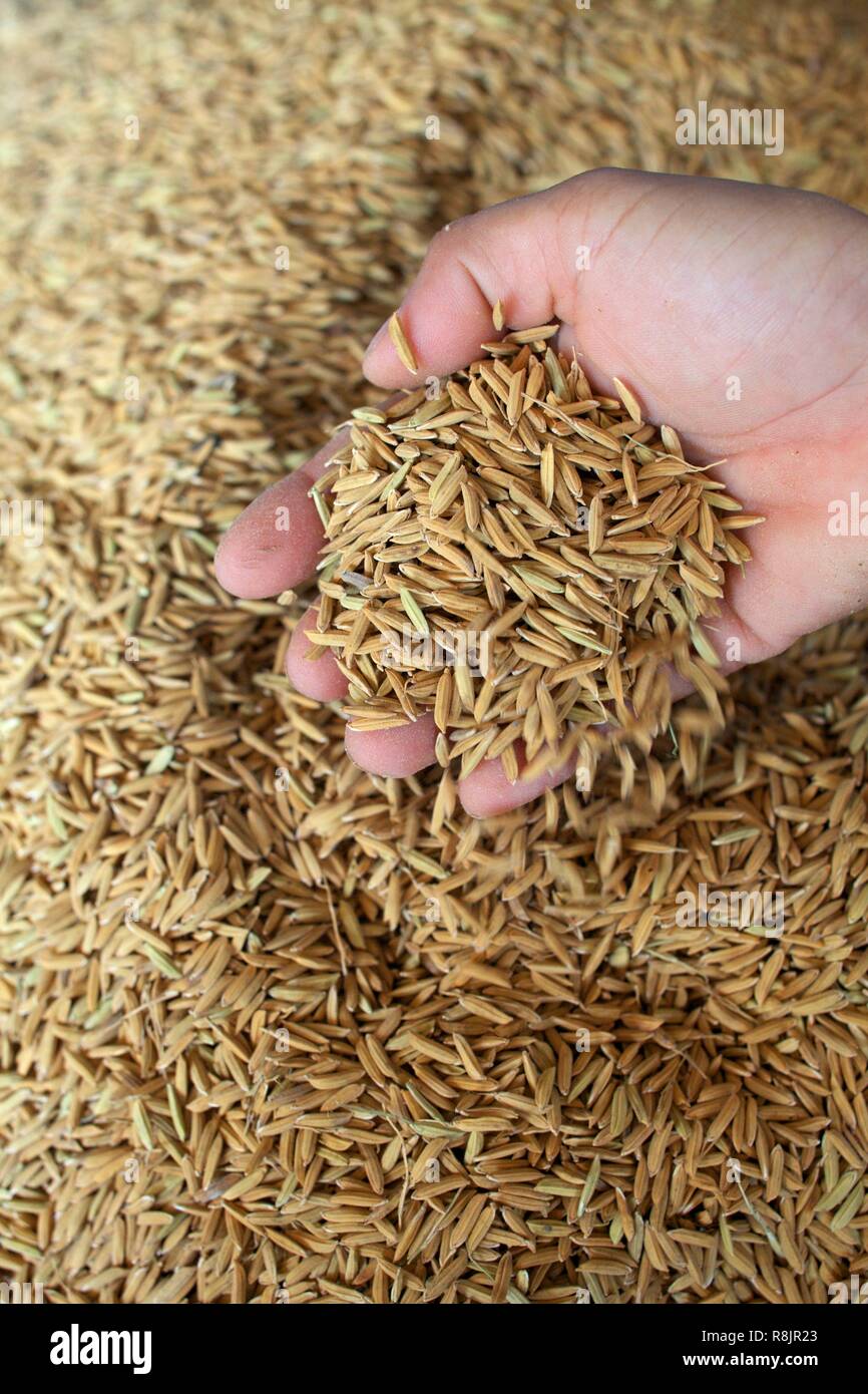 Thailand, Thai rice, harvested and machine-peeled Stock Photo - Alamy