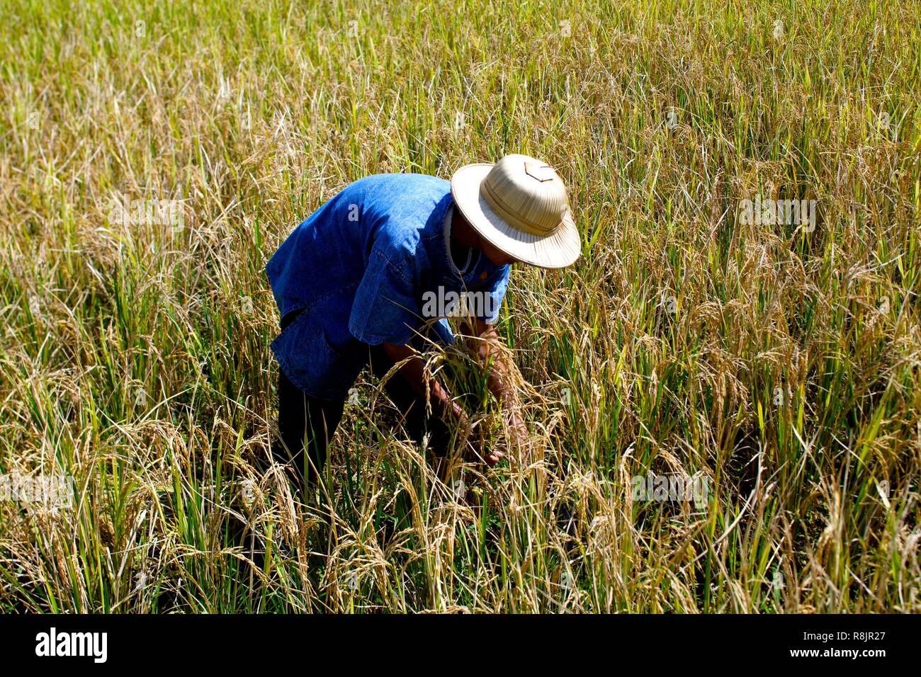 Thailand, Thai rice, rice harvest with sickle Stock Photo - Alamy