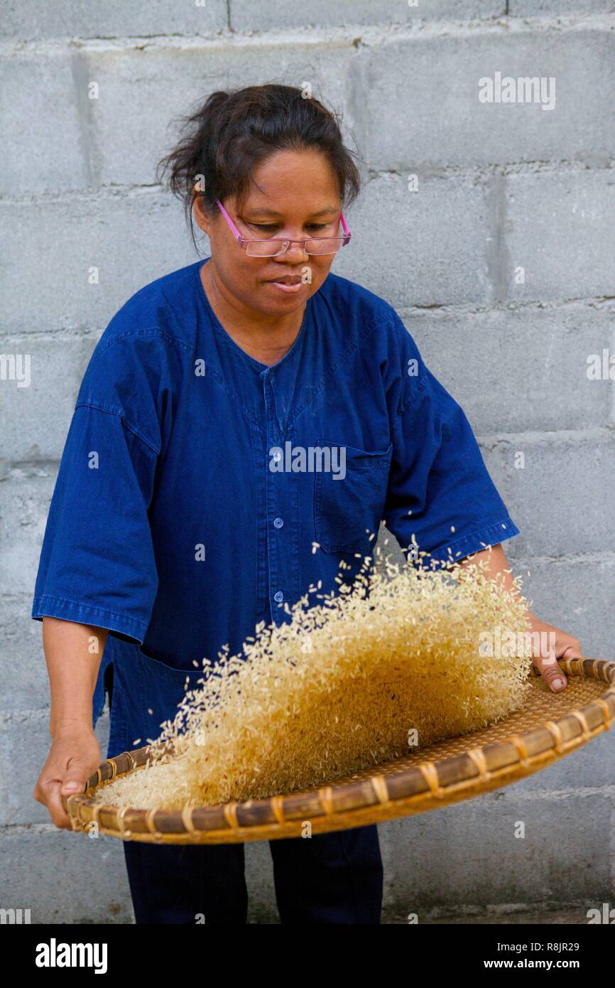 Thailand, Thai rice, shelled grains are sieved by hand Stock Photo - Alamy