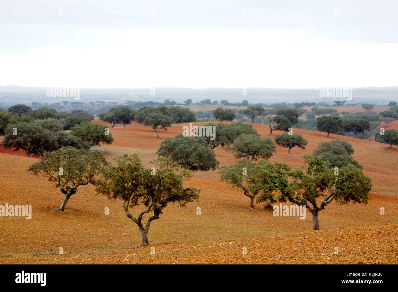 Portugal, Alentejo, typical landscape Stock Photo - Alamy