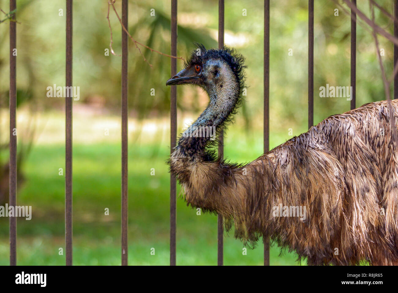 Emu close up shot Stock Photo - Alamy