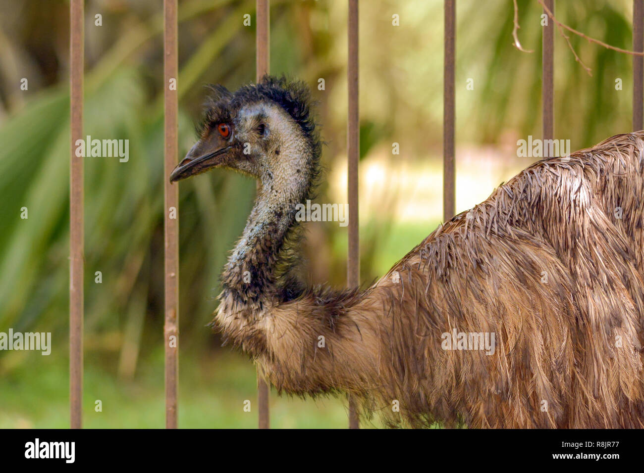 Emu close up shot Stock Photo - Alamy