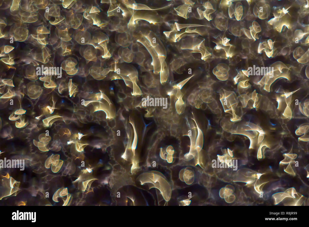 Macro photo. Abstract aqua pattern as background. Dark image.Colored ...