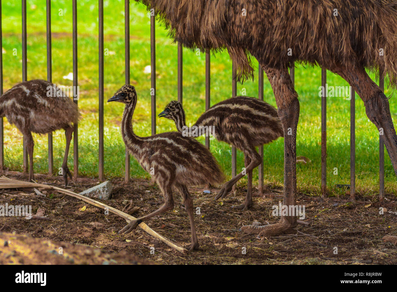 Emu juvenil close up shot Stock Photo - Alamy
