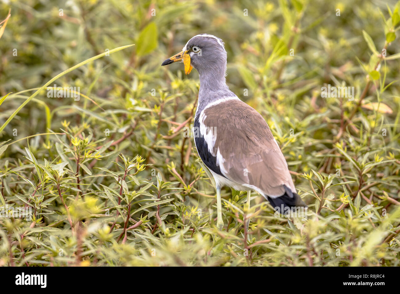 White-crowned lapwing (Vanellus albiceps) foraging in green vegetation ...