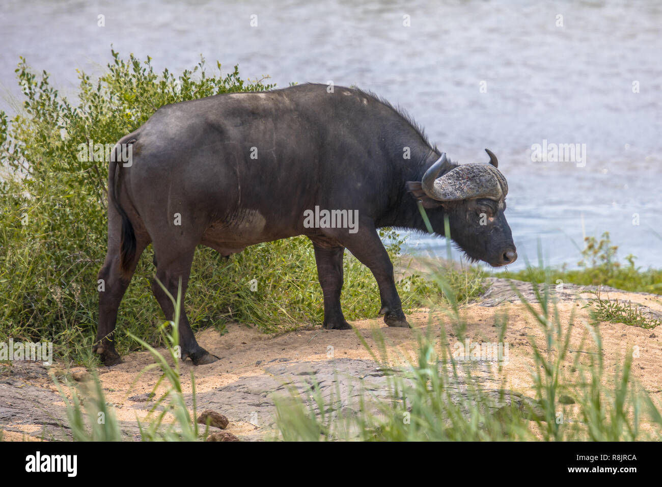 African buffalo (Cyncerus caffer) ox male bull on river bank in Kruger ...