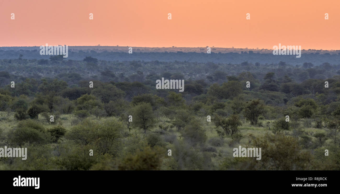 African Savanna plain overview with trees bushes and grass at sunset in ...
