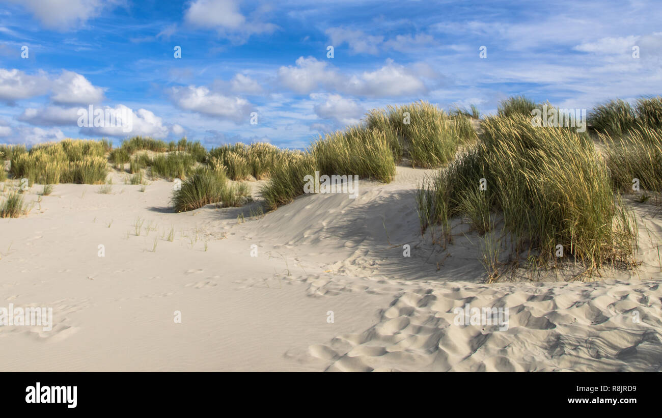Coastal sand dunes landscape on dutch Wadden island Stock Photo - Alamy