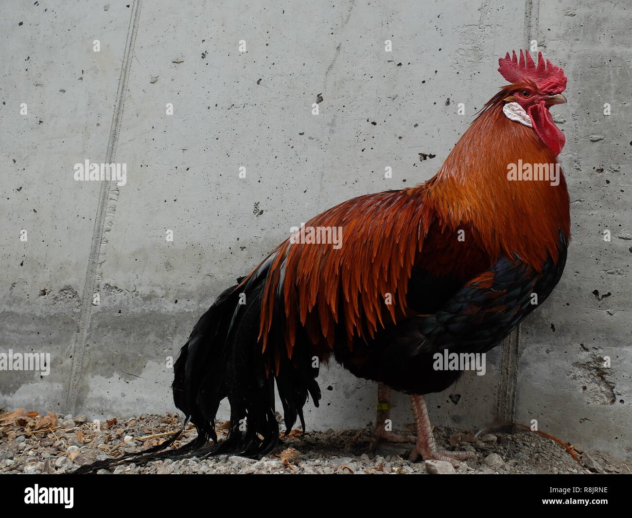 Cockerel rooster hi-res stock photography and images - Alamy