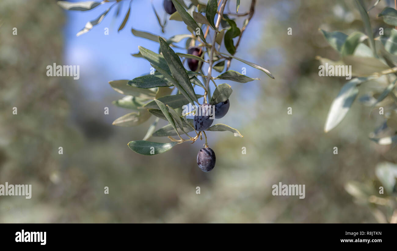Sprig of olive tree with fruits on blurred background close up. Israel ...