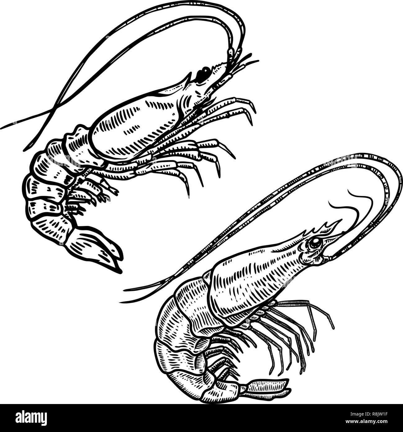 Cut shrimp Stock Vector Images - Alamy