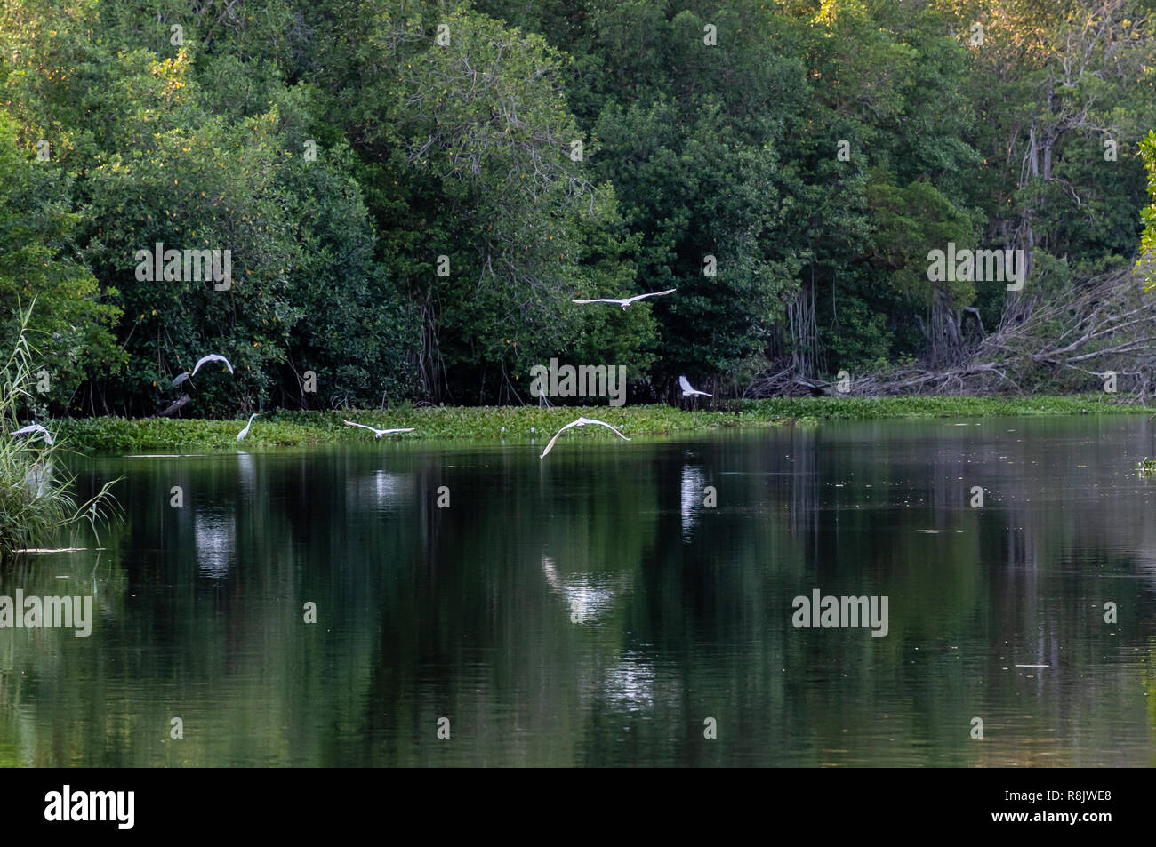 view of Guatemalan river Stock Photo - Alamy