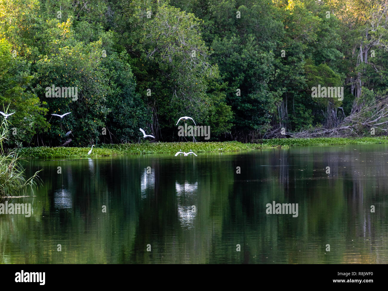 view of Guatemalan river Stock Photo - Alamy
