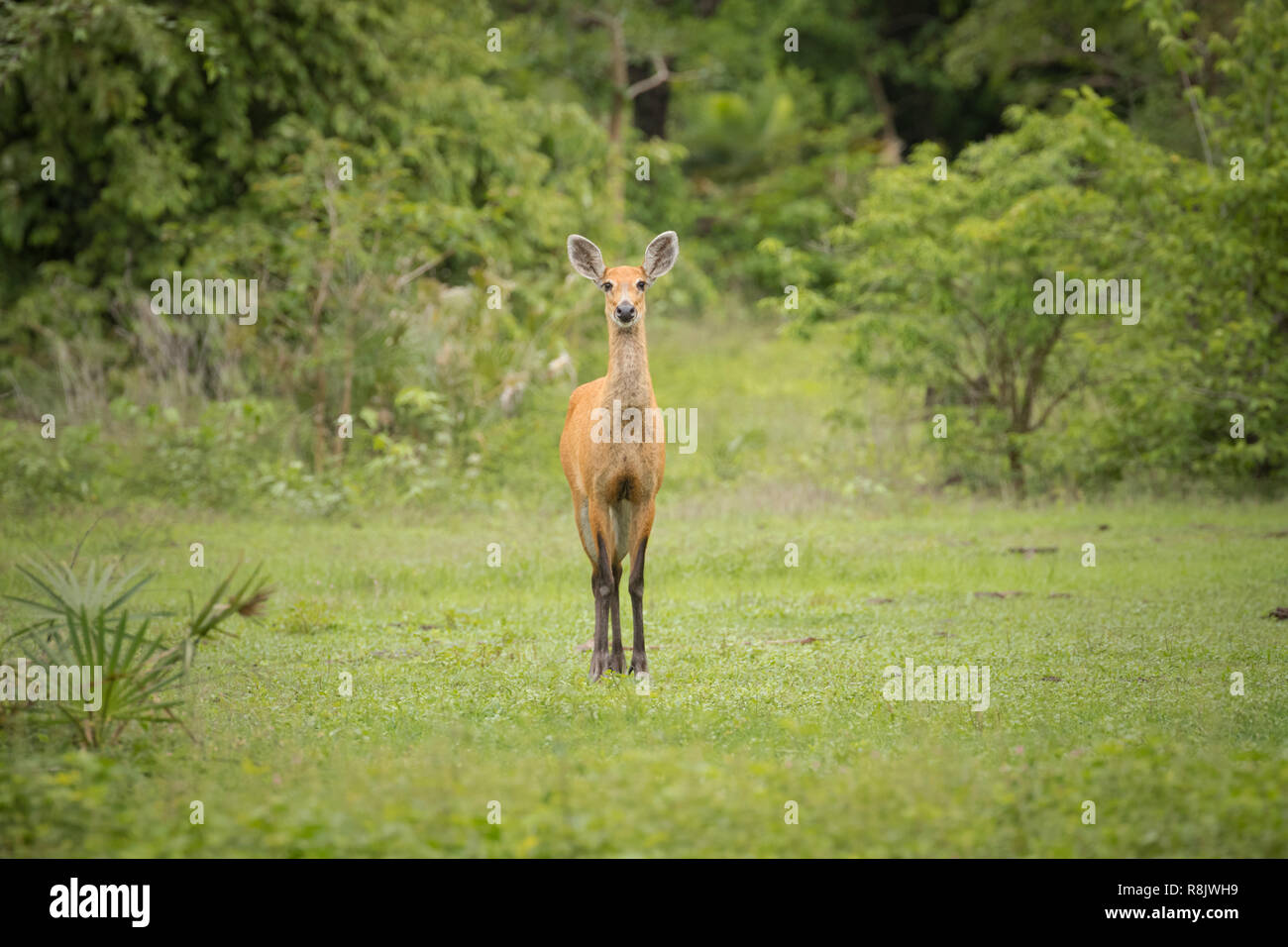 marsh deer in Pantanal, Brazil Stock Photo - Alamy