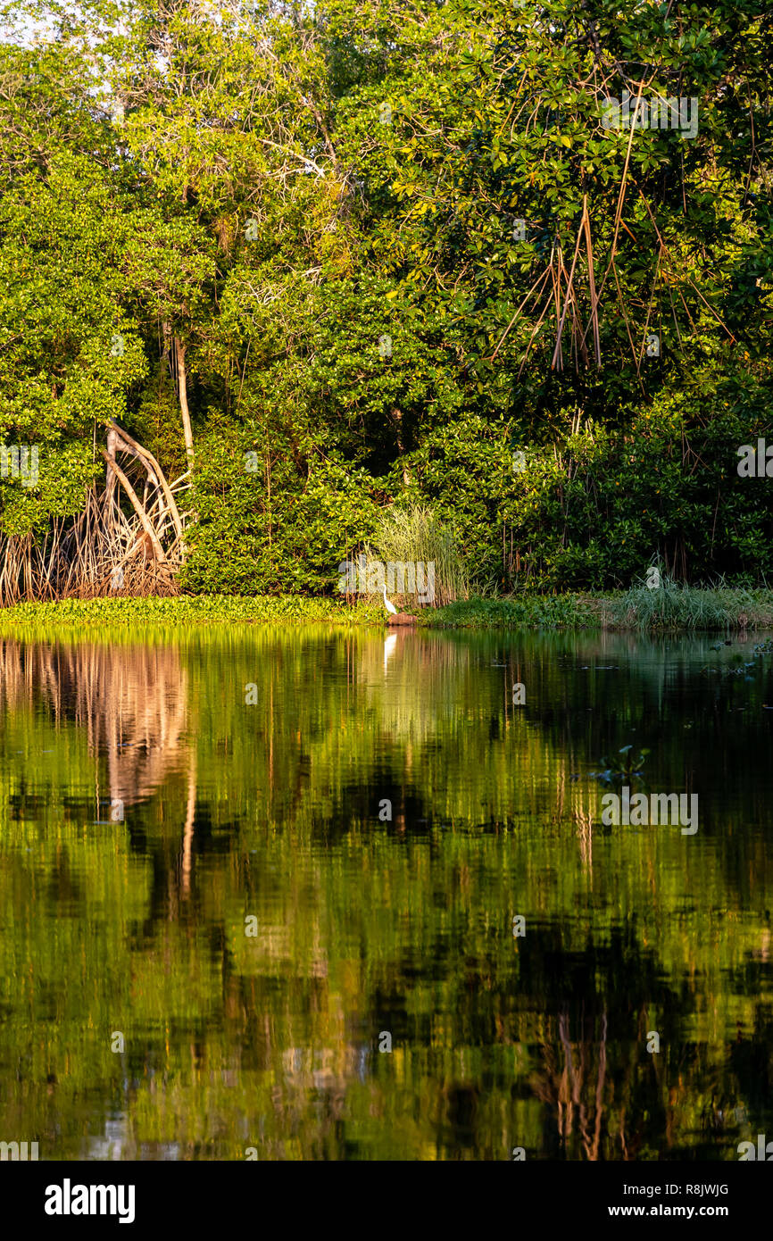 view of Guatemalan river Stock Photo - Alamy