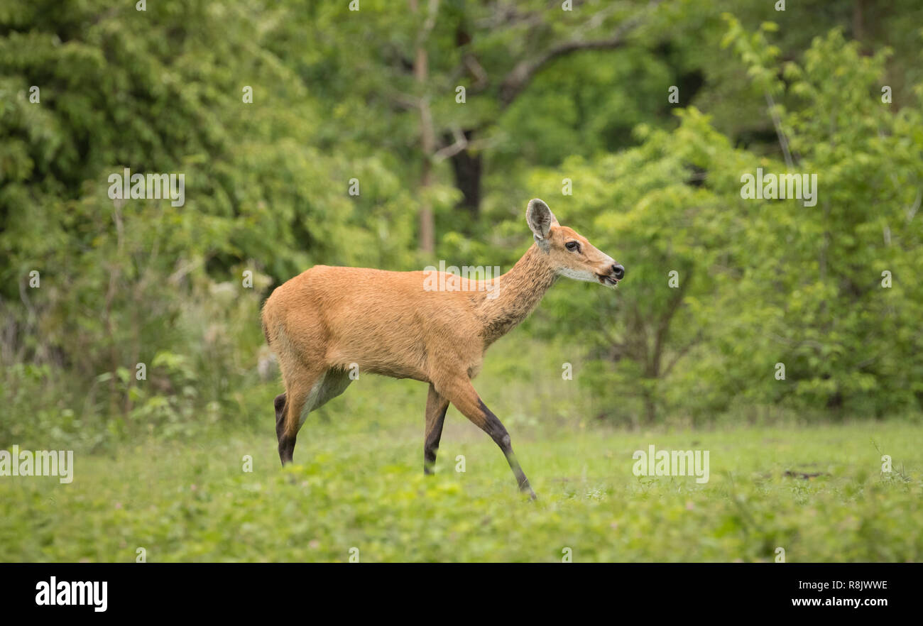 marsh deer in Pantanal, Brazil Stock Photo - Alamy