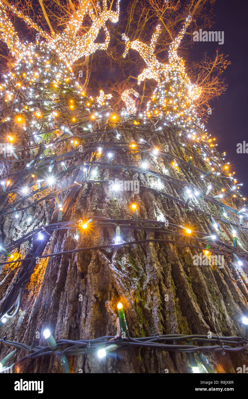 A low angle view of a decorated illuminating tree at night Stock Photo ...