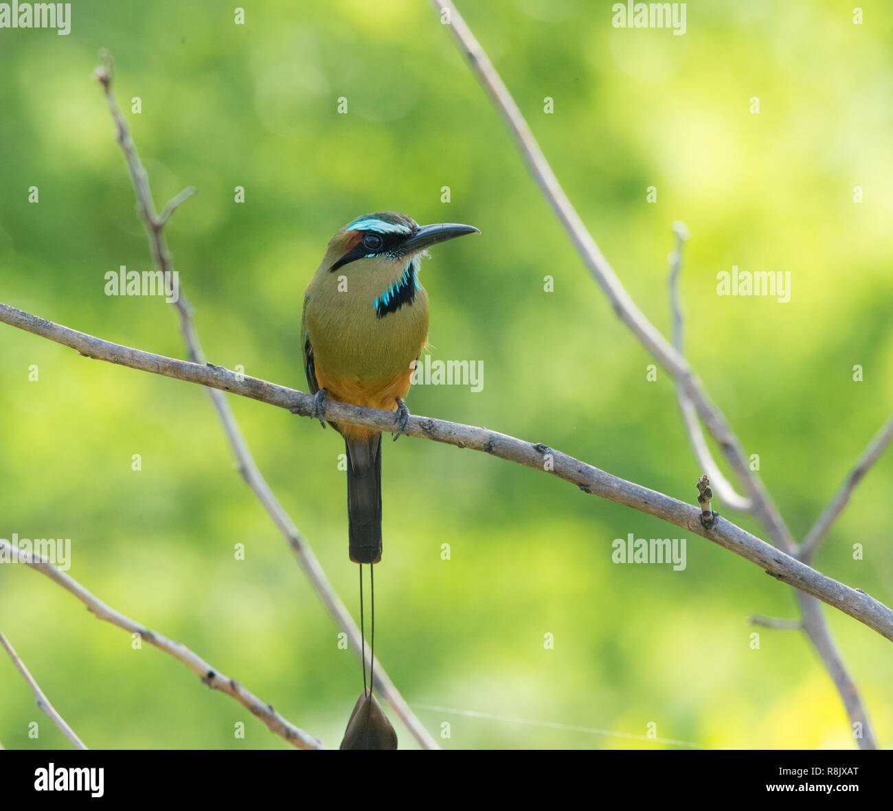 Turquoise browed motmot (Eumomota superciliosa) Colourful, medium sized ...