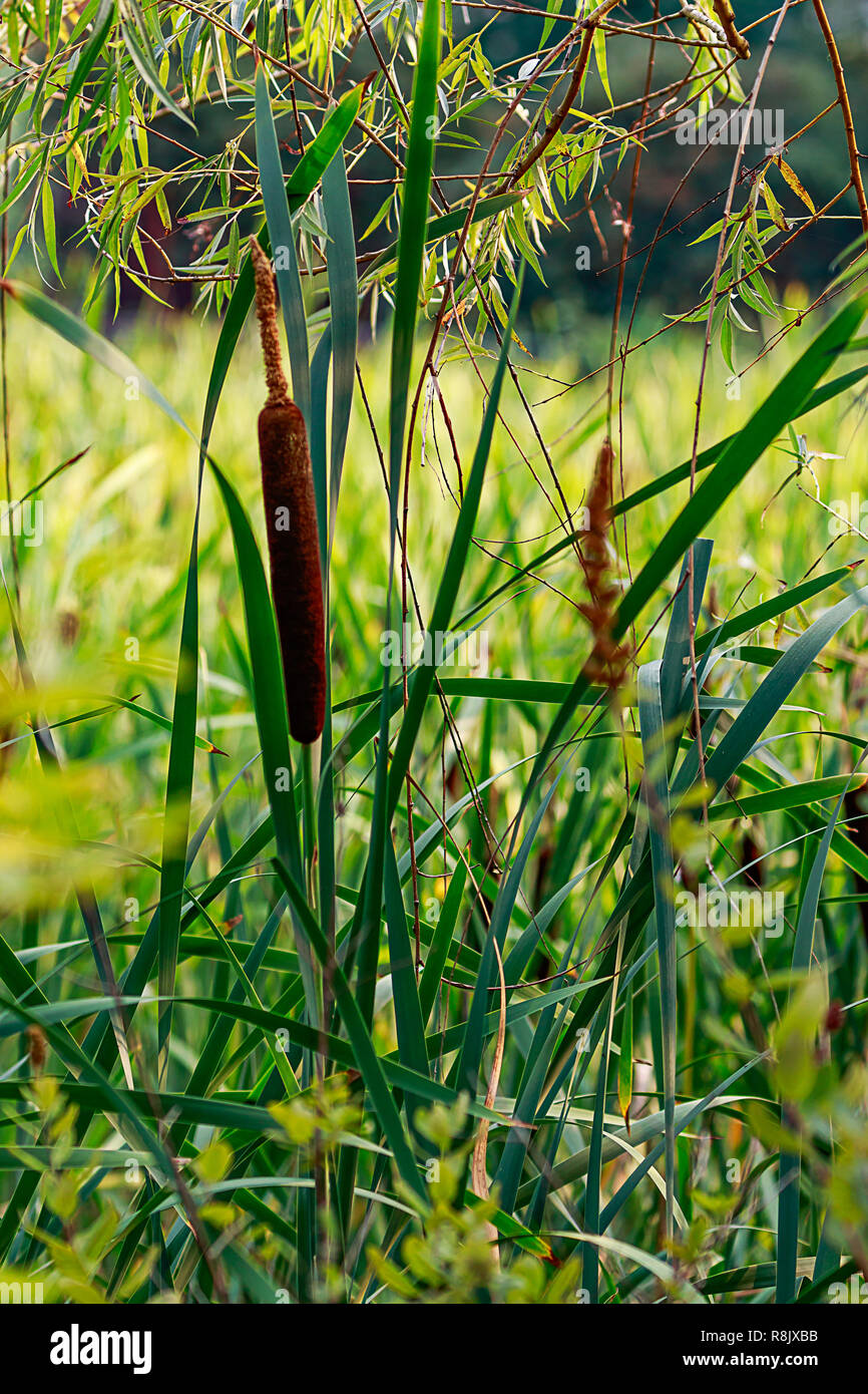 Field of cat tails hi-res stock photography and images - Alamy