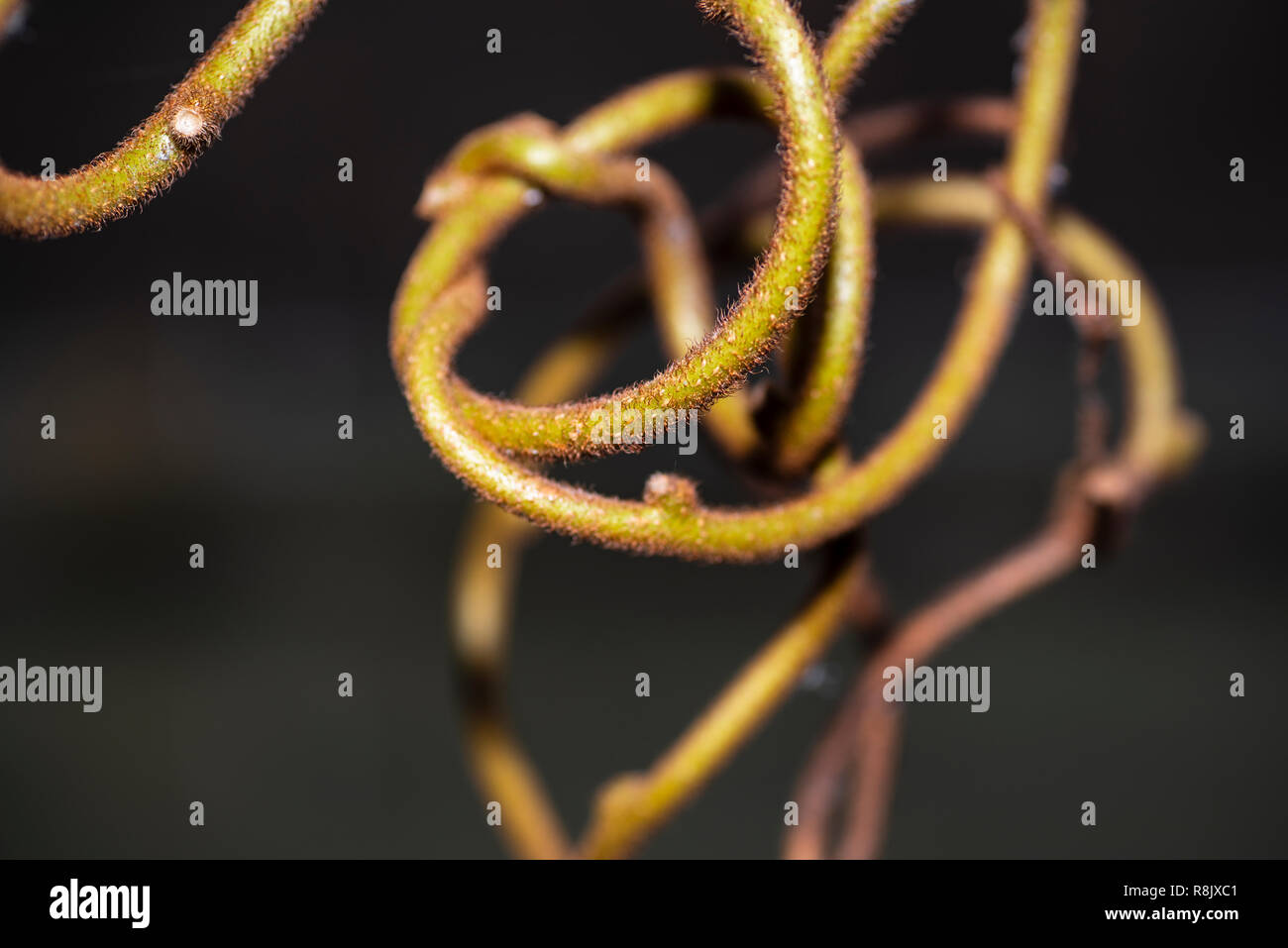 Background from the twisted branches.Twisted branches of bushes Stock ...