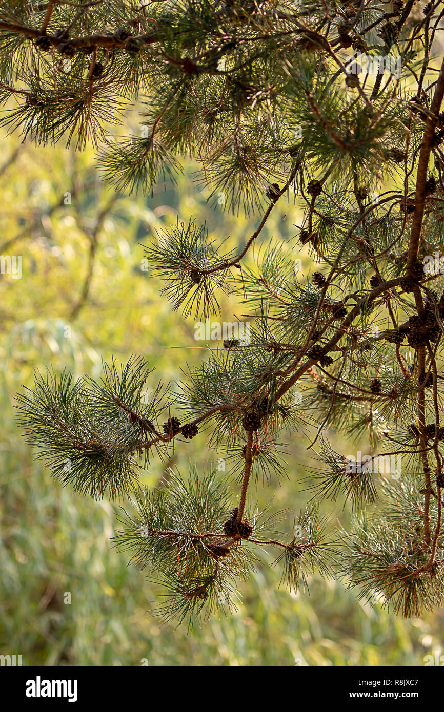 vertical dark pine tree brances with cones against pail green ...