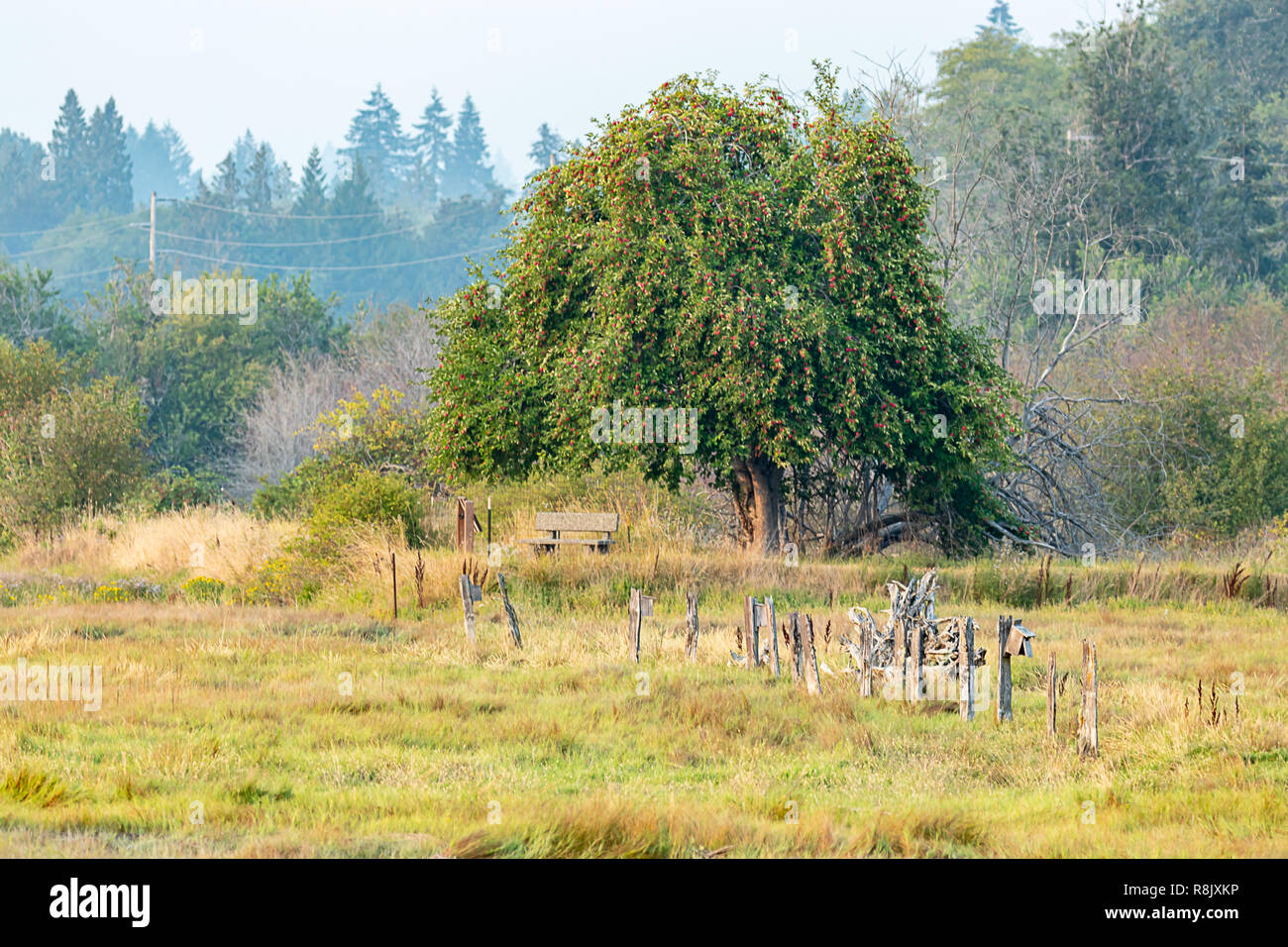 large overgrown wild appletree in golden field Stock Photo - Alamy