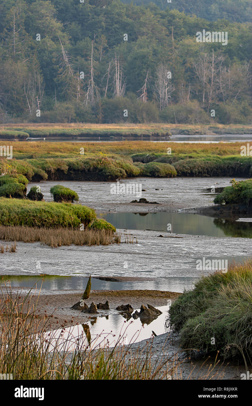 marsh grasses and mud shot vertically in washington state wetlands ...