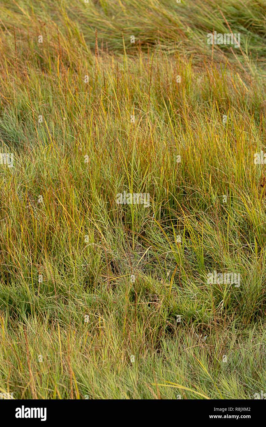 tall gold and mossy green grass growing Stock Photo - Alamy
