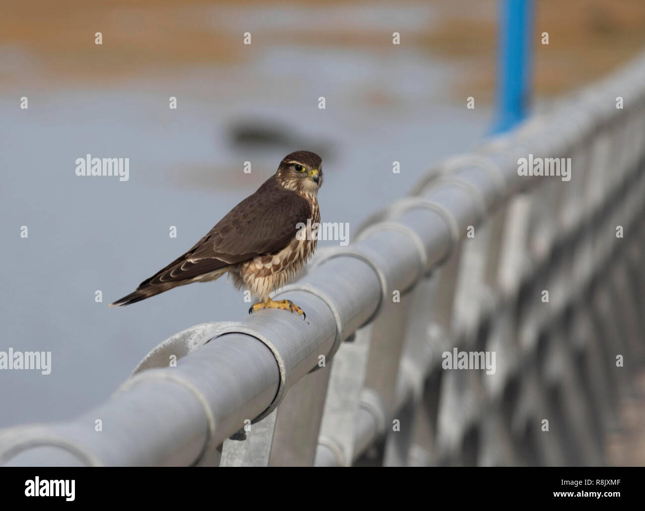 buzzard on a bridge fixing the caméra before attacking its prey Stock ...