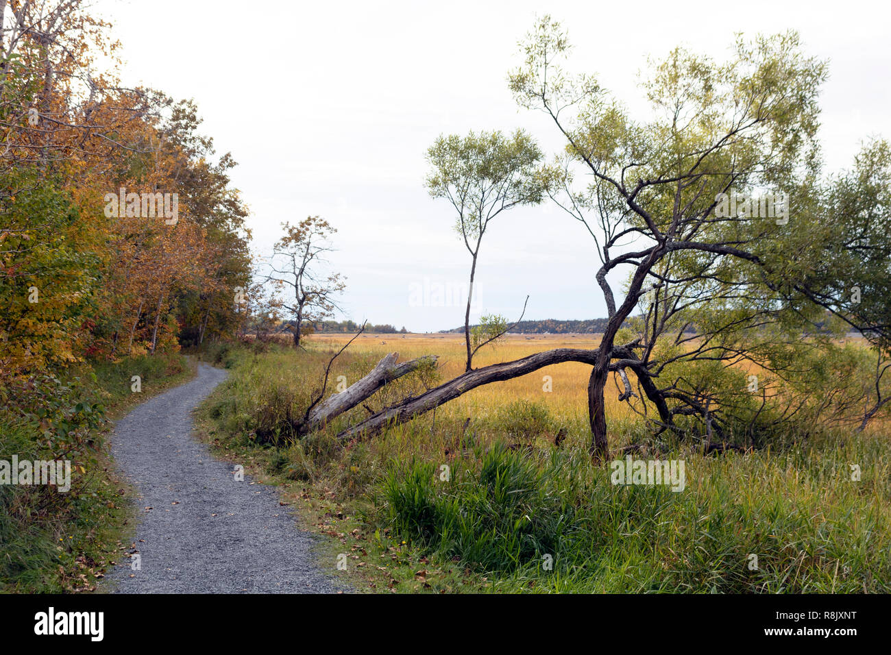 curved trail between the forest and a bent tree Stock Photo - Alamy