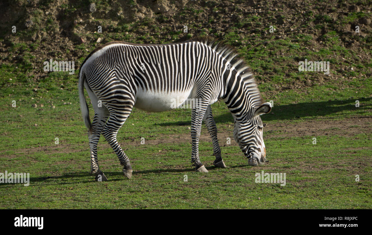 Alone zebra grazing in the wilderness Stock Photo - Alamy