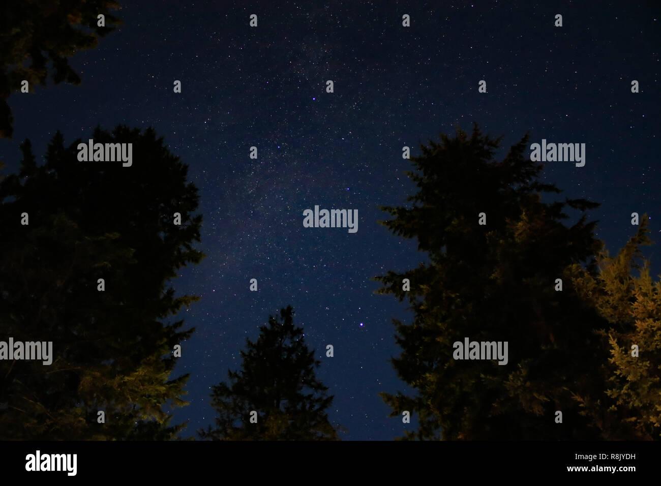 stars and starlight up over fir trees Stock Photo - Alamy