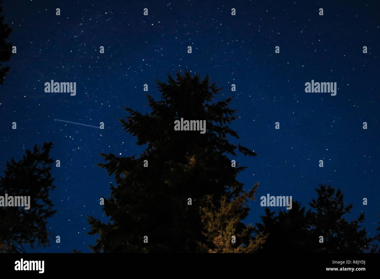 stars and starlight up over fir treesin washington Stock Photo - Alamy