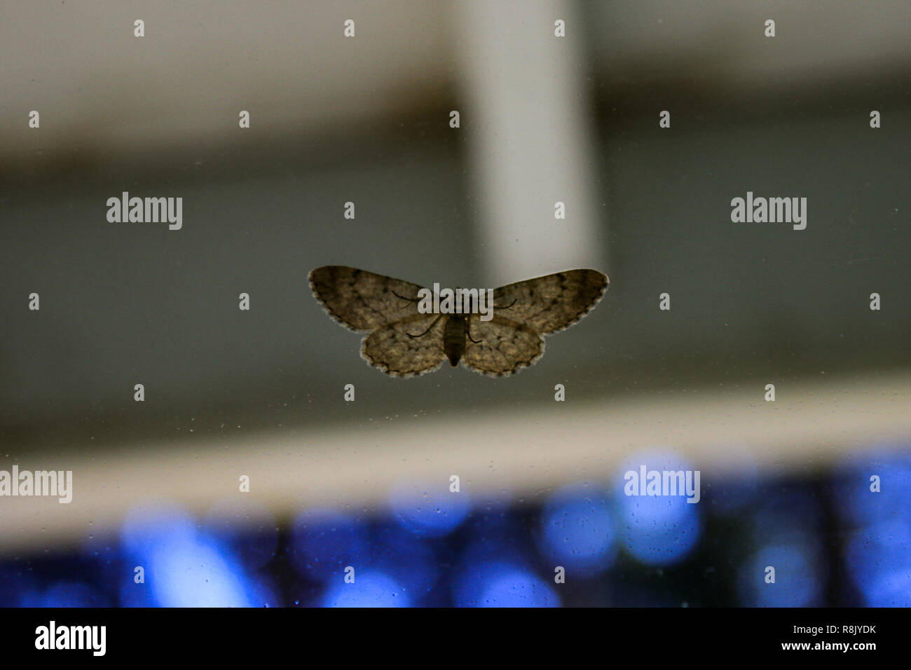 delicate moth on screen door in front of night background Stock Photo ...