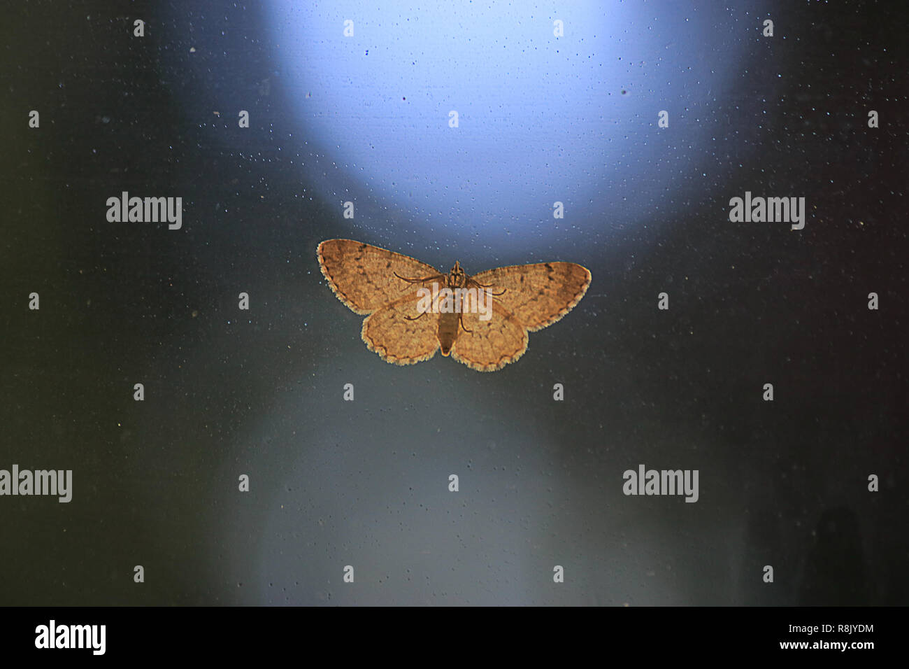 delicate moth on screen door in front of blurred night background Stock ...