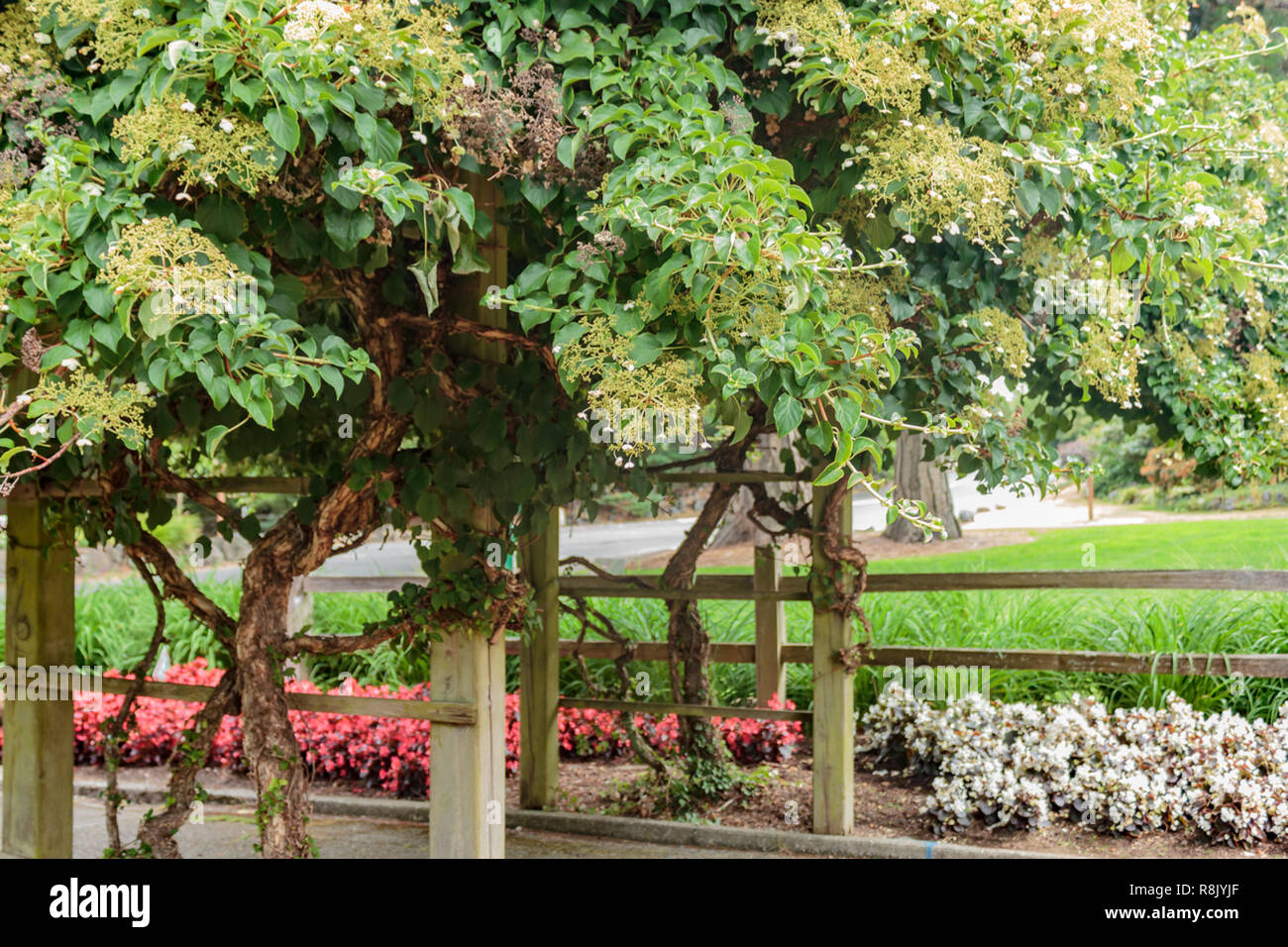 small tree growing over garden frames with flowers Stock Photo - Alamy