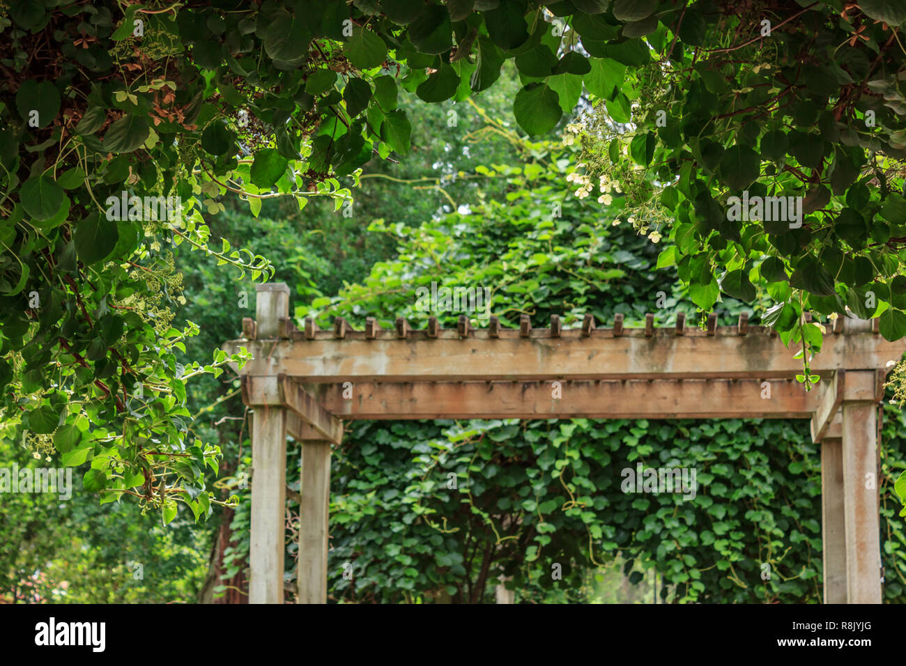 hanging vines growing on wooden garden frame Stock Photo - Alamy