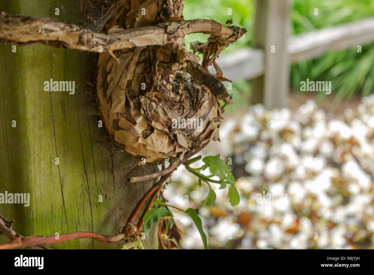 old large vines thincken and strong around wooden frame Stock Photo - Alamy