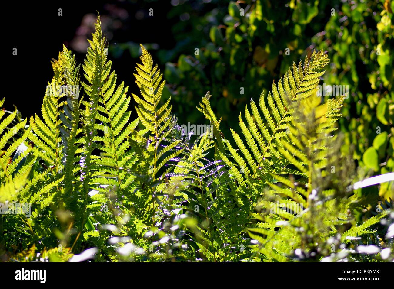Backlit Lush Green Fern. Woodland Plant. Cruickshank Botanic Garden ...