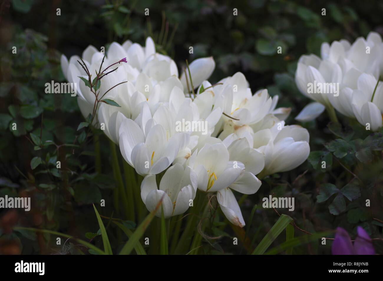 Pure autumn crocus bulb hi-res stock photography and images - Alamy