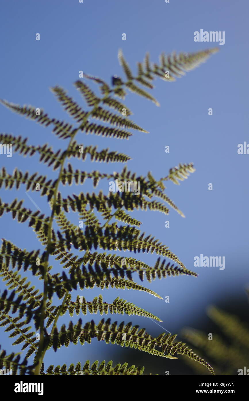 Elegant Fern Leaf against a Blue Sky. Cruickshank Botanic Garden ...
