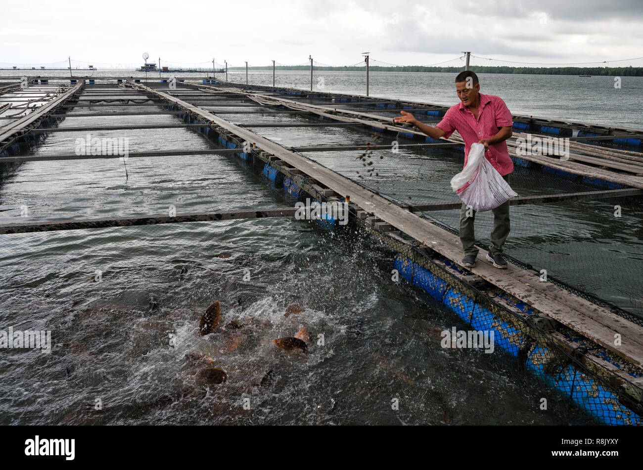 Fish Farm Feeding High Resolution Stock Photography and Images - Alamy